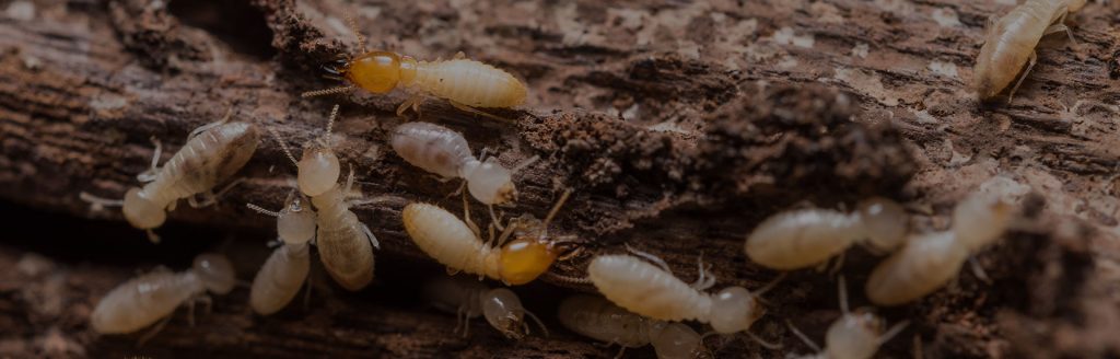 Keller Pest Control | Residential & Commercial Pest Control